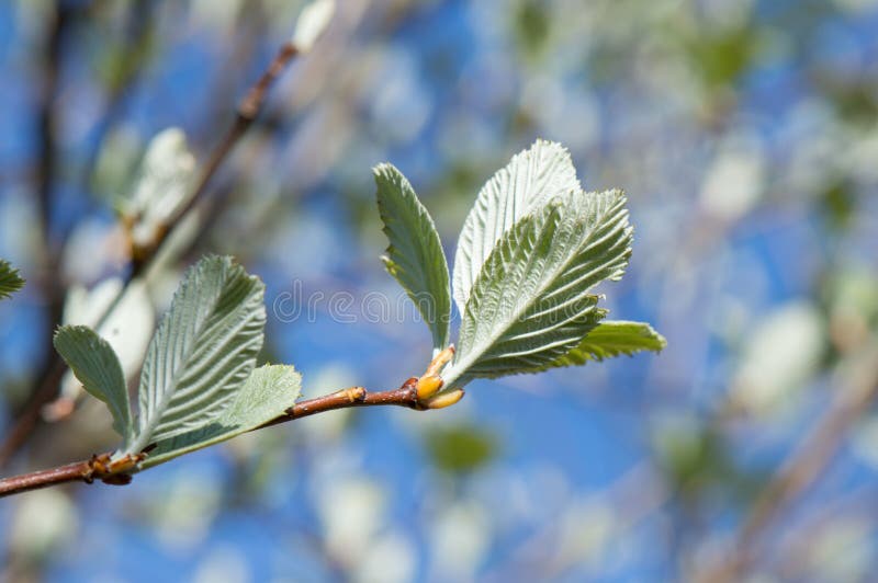 Tree branch with buds stock photo. Image of environment - 243609134