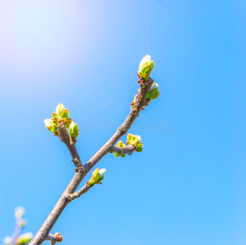 Tree Branch with Buds in Sun Beams Stock Image - Image of march ...