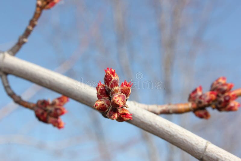 Tree branch with buds stock photo. Image of unusual, trees - 88419822