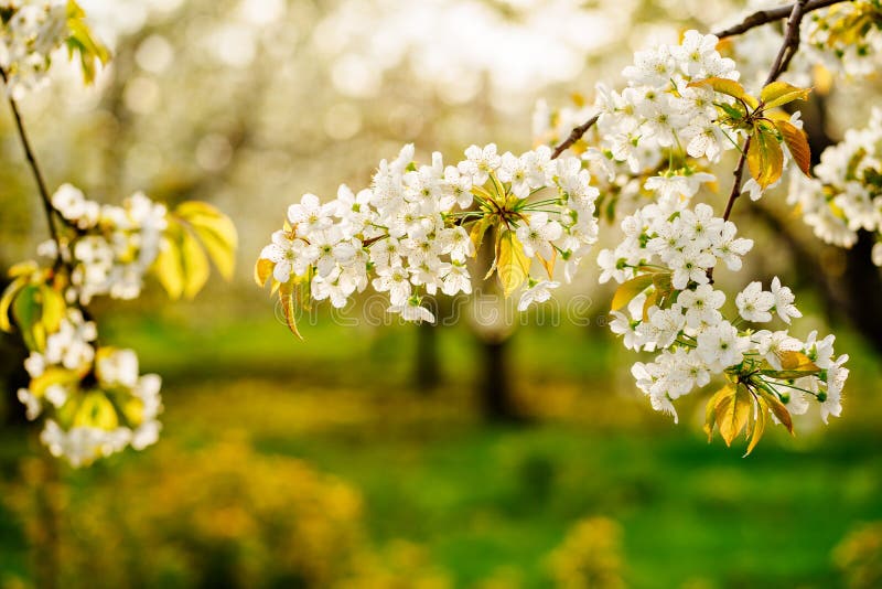 Tree Branch in Cherry Orchard in Spring. Walk among Flowering Trees ...