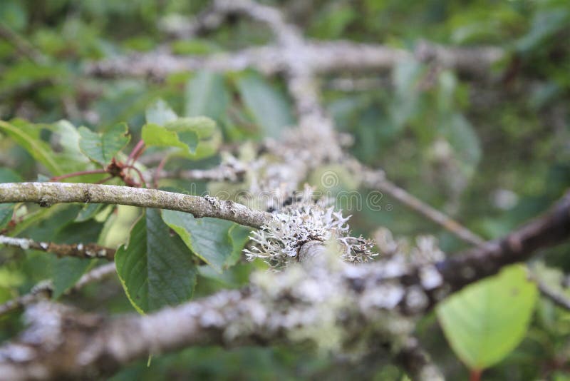 Close Up Image of a Tree Branch Stock Photo - Image of colour, modern ...