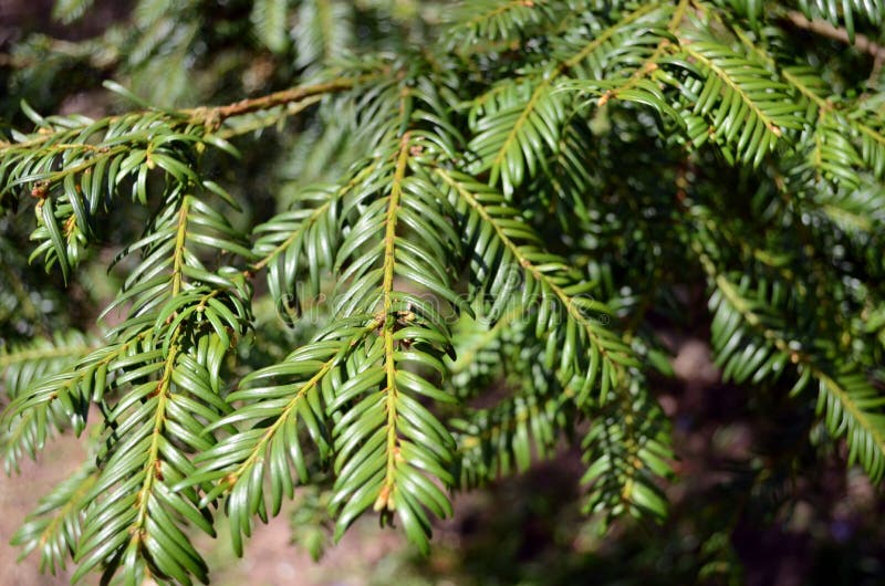 Tree branch stock image. Image of summer, parcs, spring - 71289167