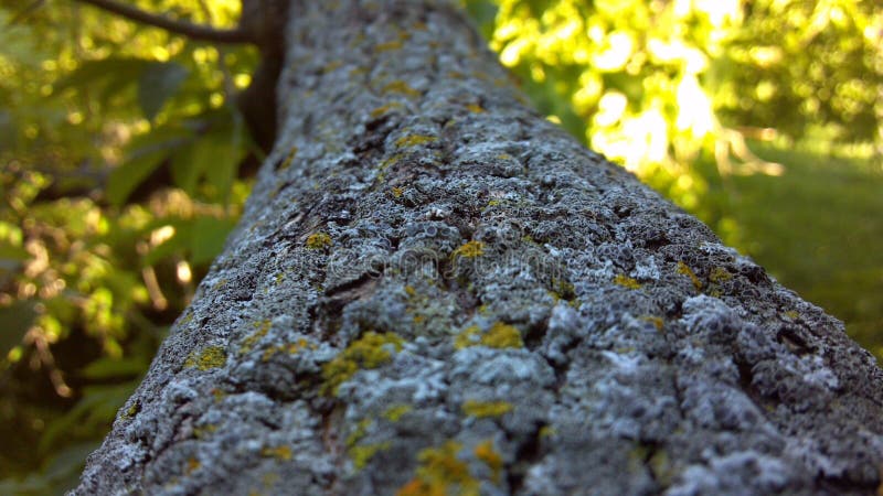 Tree Branch Close Up stock image. Image of bark, branch - 42087191