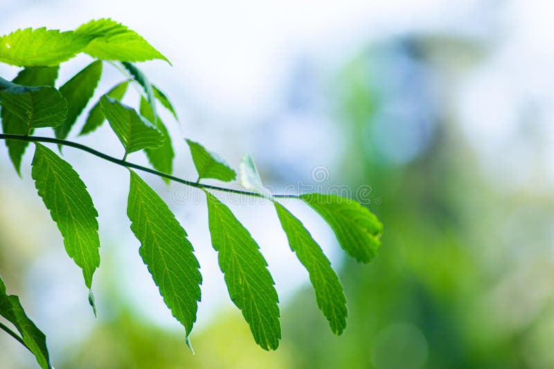 Tree branch close-up stock photo. Image of outdoor, leaf - 220729416