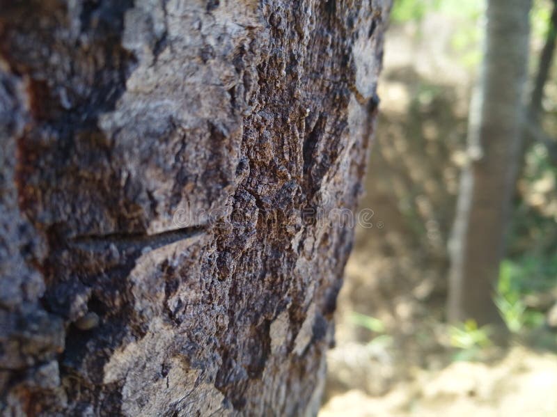 Tree branch with colours stock photo. Image of tree - 101031926