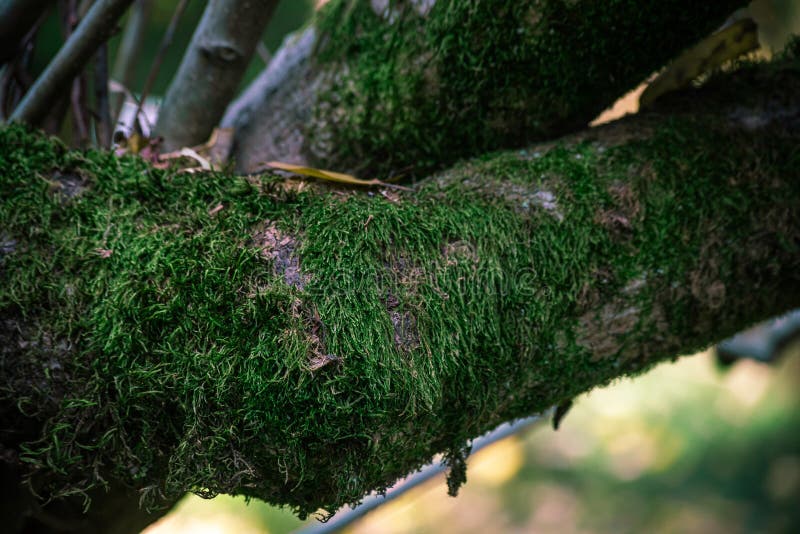 A Tree Branch is Covered in Bright Green Moss Stock Image - Image of ...