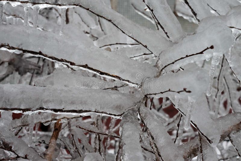 A Tree Branch Covered with Ice after a Winter Ice Storm Stock Photo ...