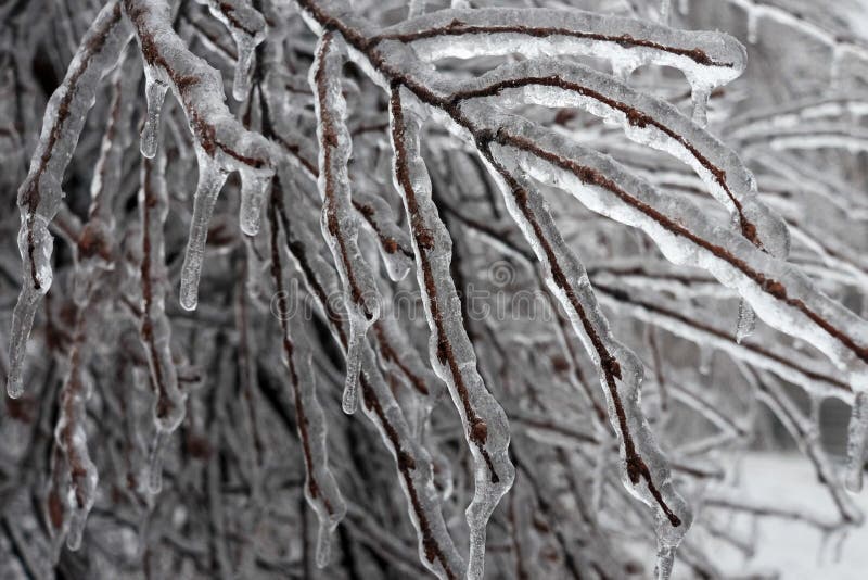 A Tree Branch Covered with Ice after a Winter Ice Storm Stock Photo ...