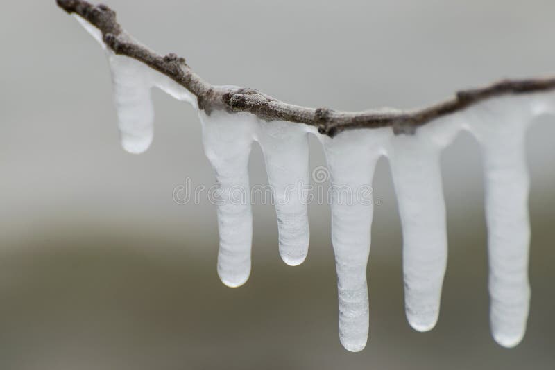 Tree Branch Covered In Icicles Stock Photo - Image of winter, natural ...