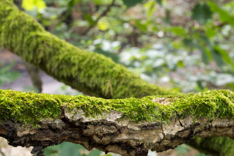 Tree Branch Covered with Moss Closeup Stock Image - Image of forest ...