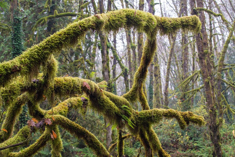 Moss Covered Trees In Oregon Stock Image - Image of rain, evergreen ...