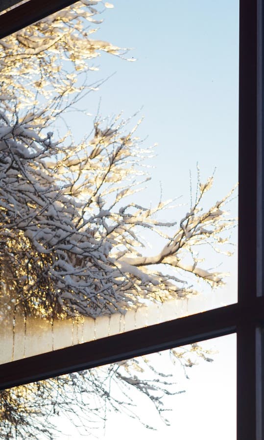 A Tree Branch Covered with Snow from the Window Pane Stock Image ...