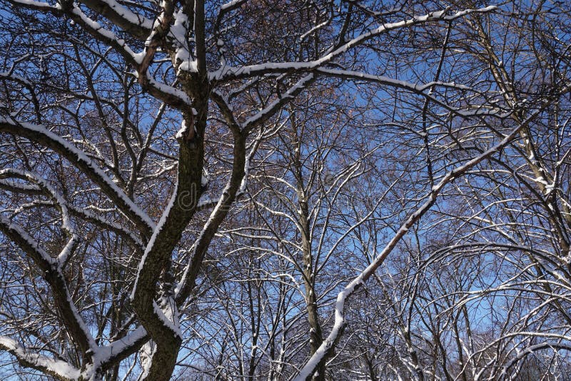 Tree Branch Covered with Snow in Winter Stock Photo - Image of forest ...