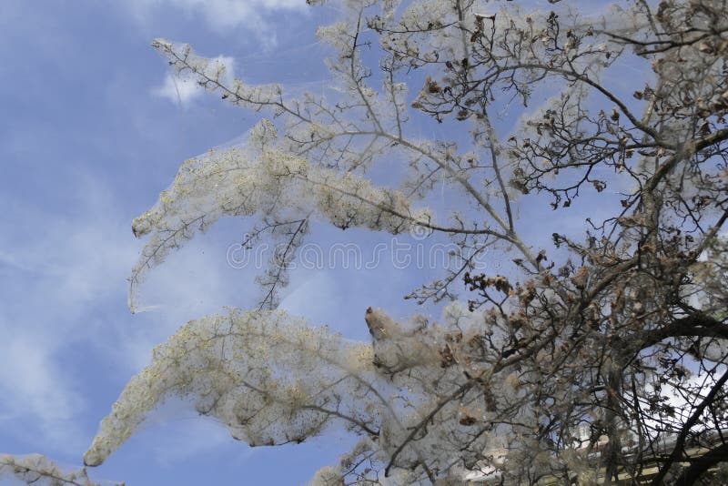 Tree Branch Covered with Spider Web Stock Photo - Image of morning ...