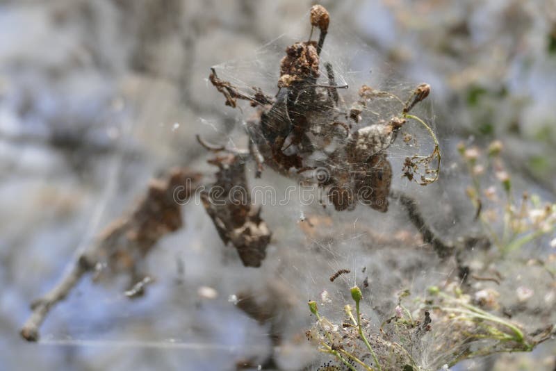 Tree Branch Covered with Spider Web Stock Image - Image of scary ...