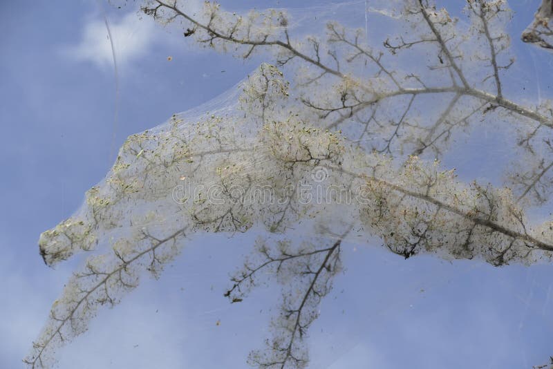 Tree Branch Covered with Spider Web Stock Image - Image of scary ...
