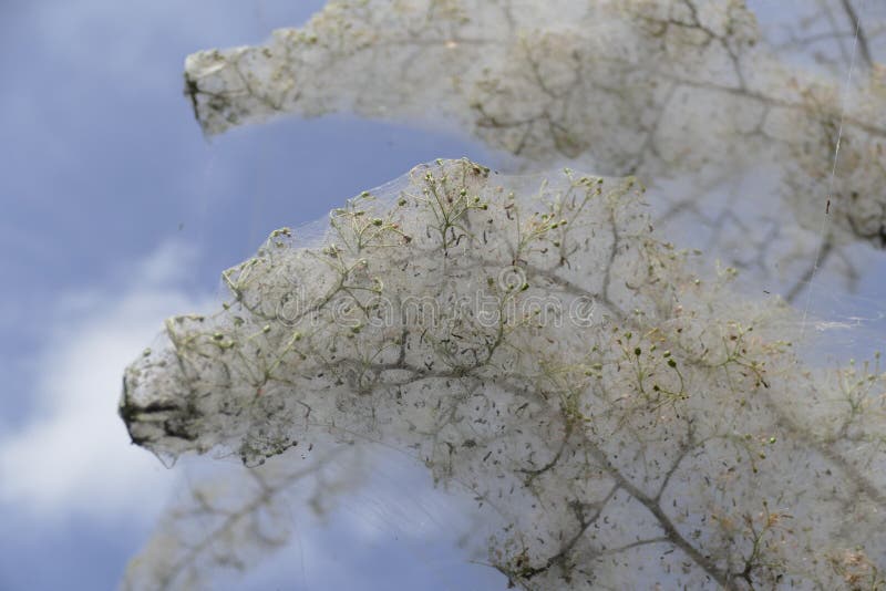 Tree Branch Covered with Spider Web Stock Photo - Image of nature ...
