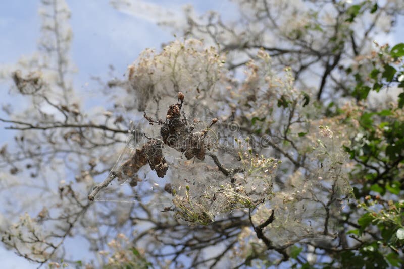 Tree Branch Covered with Spider Web Stock Photo - Image of effect ...