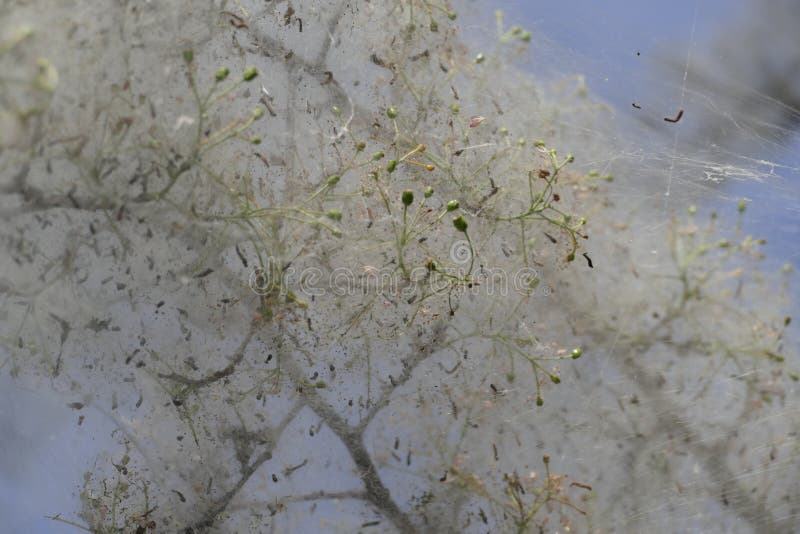 Tree Branch Covered with Spider Web Stock Photo - Image of morning ...