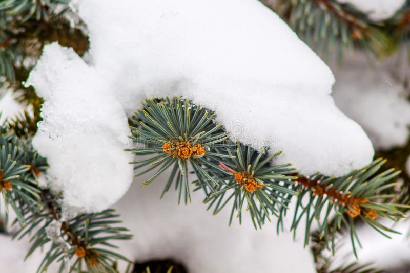 The Tree Branch is Covered with a Thick Layer of Snow_ Stock Image ...