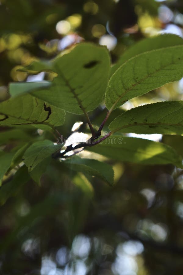 A Tree Branch Covers the Sun Stock Image - Image of produce, beautiful ...