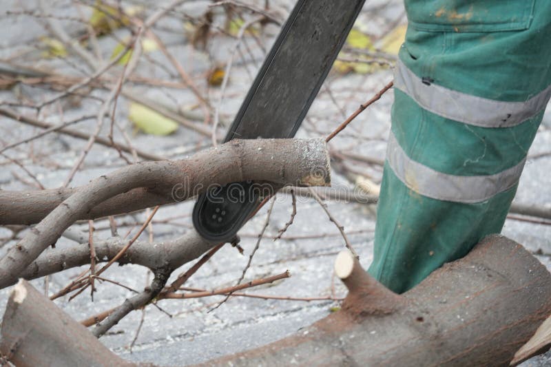 Tree Branch Cutting with Chainsaw in Urban Area Stock Image - Image of ...