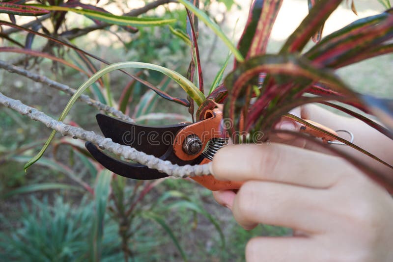 Tree Branch Cutting Using Scissors Stock Photo - Image of leaf ...