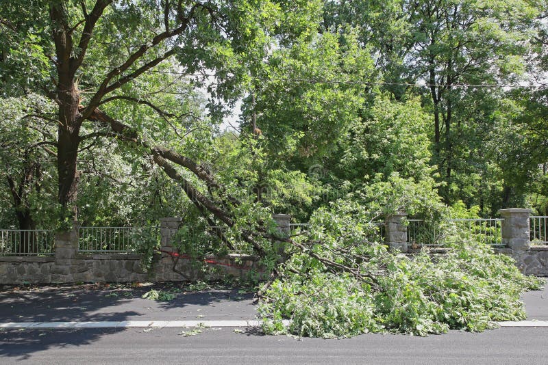 Tree Branch Damage stock image. Image of weather, wind - 125336647