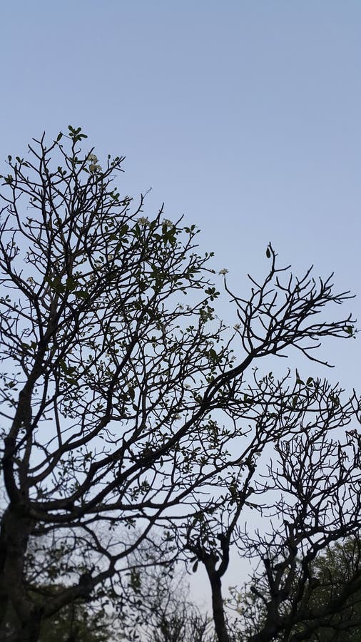 The Tree Branch in Dark Foreground Stock Image - Image of forest, green ...