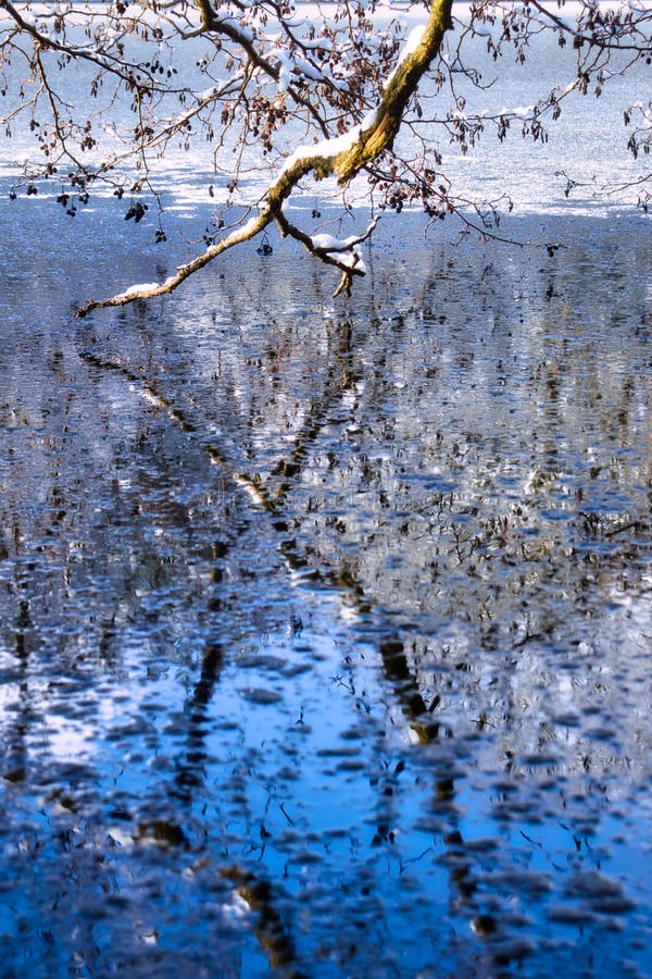 Tree Branch with Dead Leaves and Reflection Over Water with Ice Stock ...