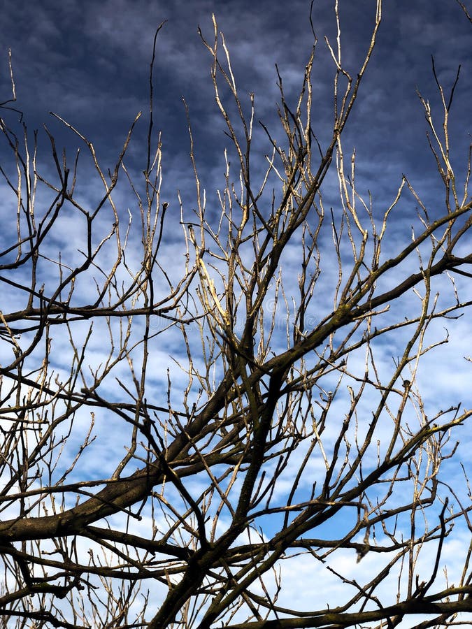 Tree Branch stock photo. Image of nature, orange, tree - 207794748