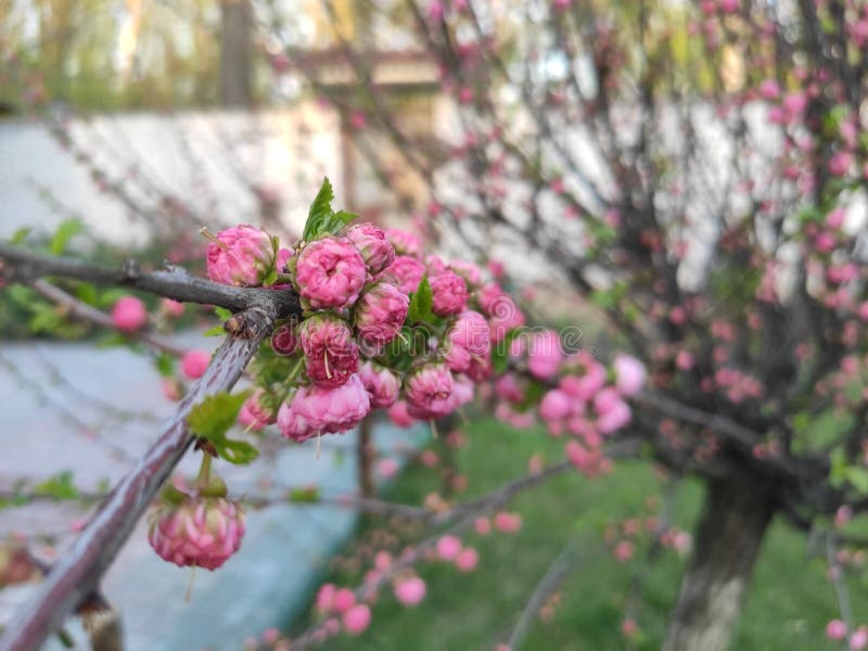 Tree Branch with Delicate Pink Flowers in the Budding Stage Stock Image ...