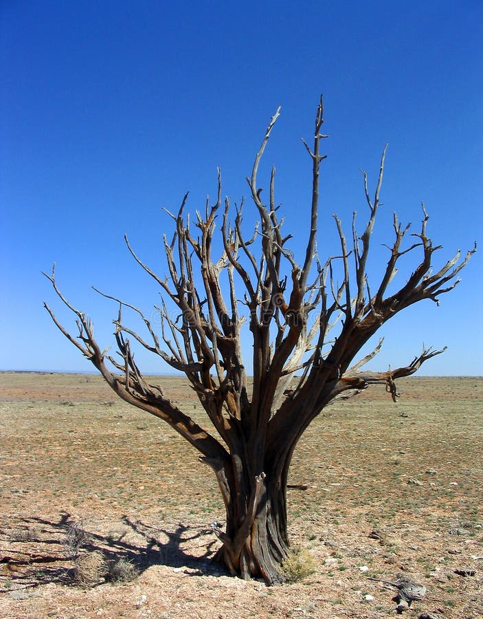 Tree Branch In Desert Picture. Image: 4647056