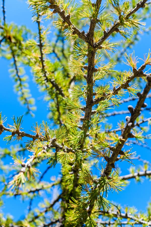 Tree branch detail stock photo. Image of detail, branch - 154023134