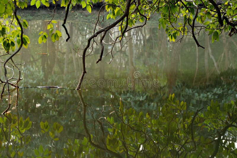 A Water Pond in the Wild Against Sky at Aberdare National Park, Kenya ...