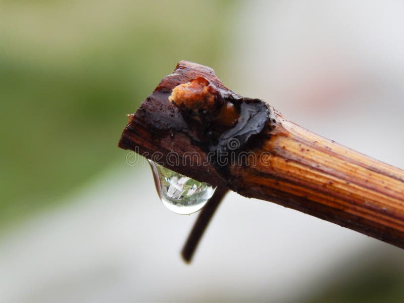 Tree Branch with a Drop of Water after Rain Stock Photo - Image of wood ...