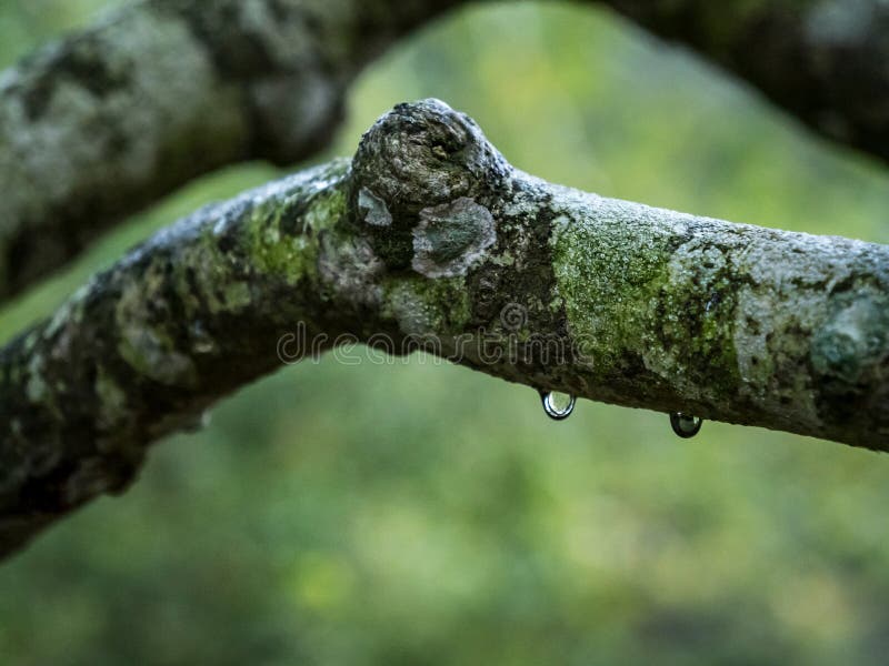 Tree Branch with Drops of Water Stock Image - Image of garden, blossom ...