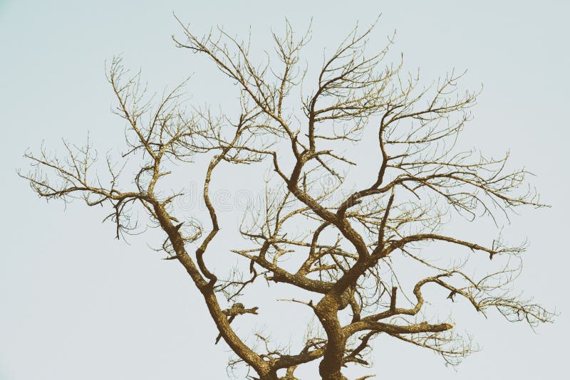 Tree branch dry abstract stock image. Image of branch - 217595205