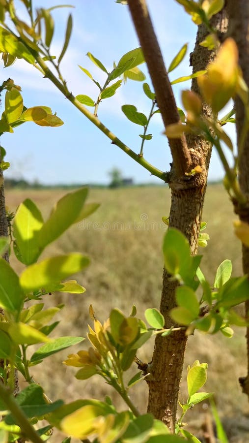 A Tree Branch at the Edge of a Paddy Field Stock Image - Image of ...