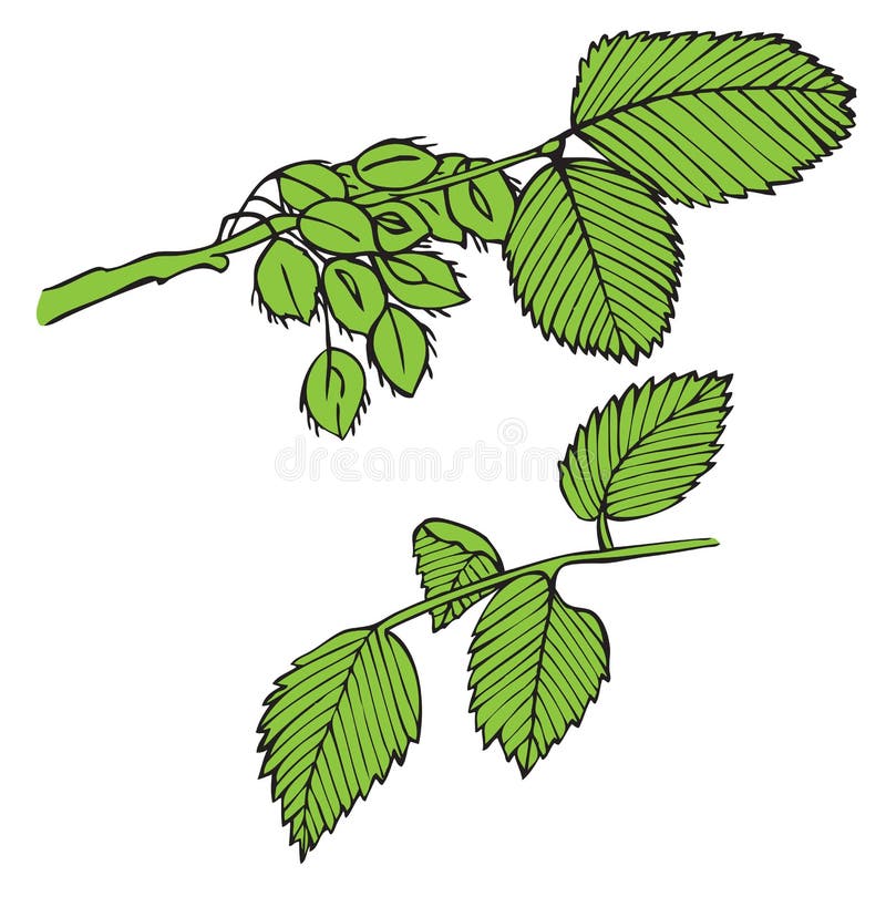 Branch of Elm Tree with Young Fresh Green Leaves Isolated. Spring ...