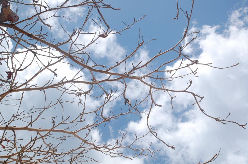 Tree Branch Empty Leaves at Calumbuyan Island Stock Photo - Image of ...
