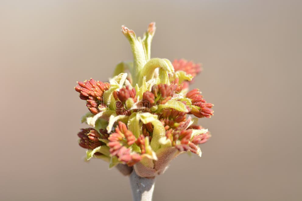 Tree branch ending flower. stock photo. Image of petal - 39827940