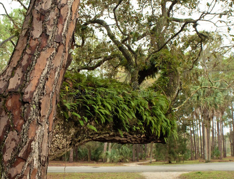 Tree Branch Extending To Infinity Stock Photo - Image of green ...