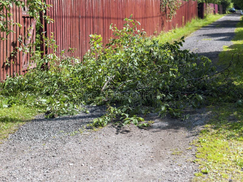 Branch fallen in the beach stock image. Image of tree - 115188351
