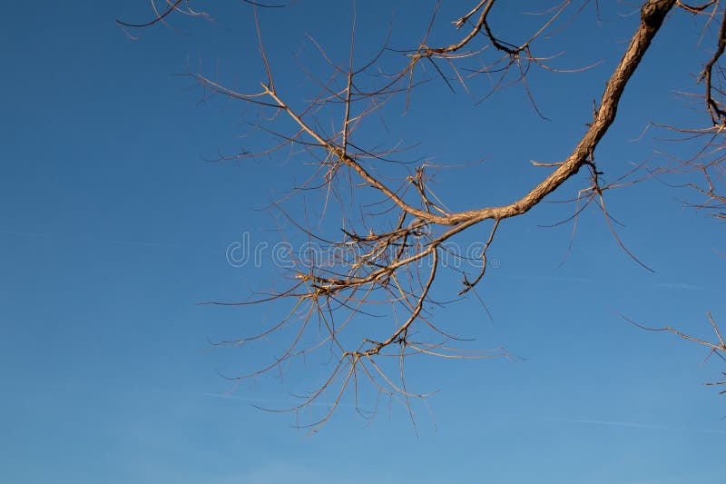 Tree Branch with Fallen Leaves on a Blue Background Stock Image - Image ...