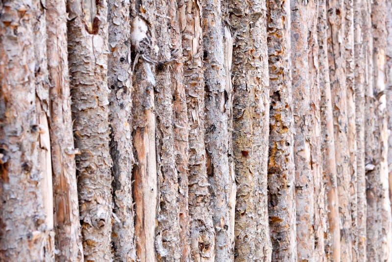 Tree Branch Fence Facade Background Stock Photo - Image of board ...