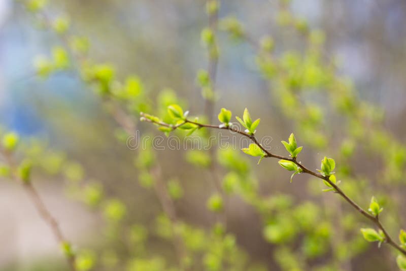 Tree Branch, the First Leave in Spring. Buds in the Trees Bloom on a ...