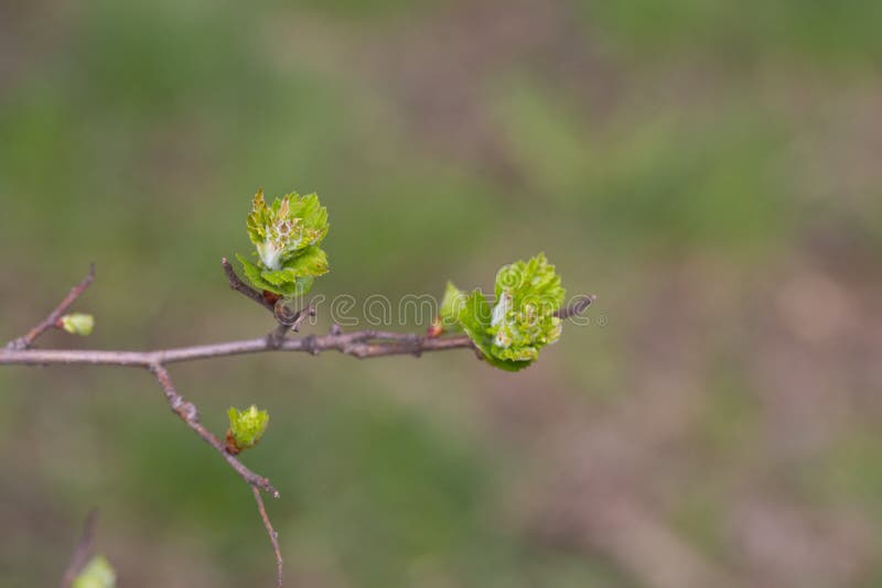 Tree Branch, the First Leave in Spring. Buds in the Trees Bloom on a ...
