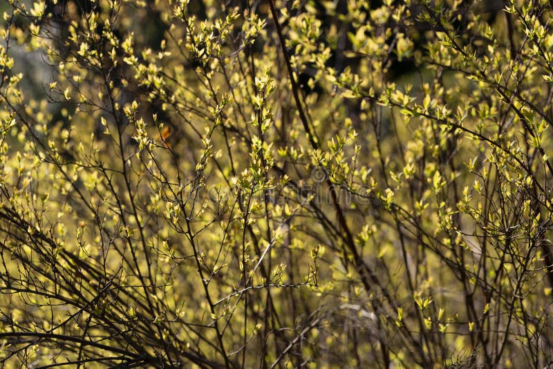Tree Branch, the First Leaves in Spring. Buds in the Trees Bloom Stock ...