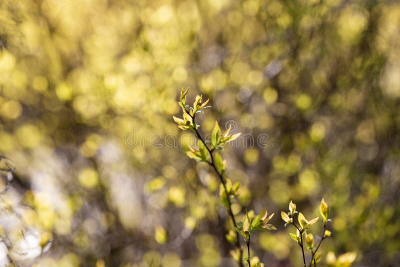 Tree Branch, the First Leaves in Spring. Buds in the Trees Bloom Stock ...